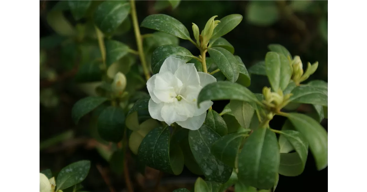Rhododendron dauric.'April Snow' - Baumschule Böhlje