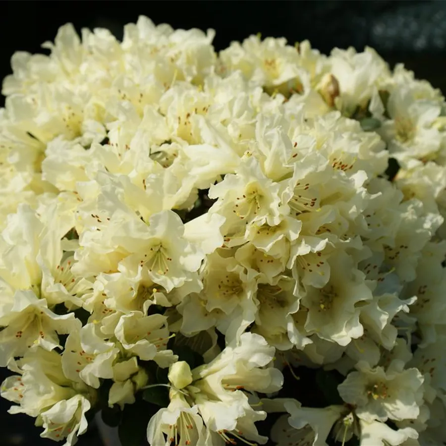 Rhododendron keiskei 'Patty Bee' - Baumschule Böhlje