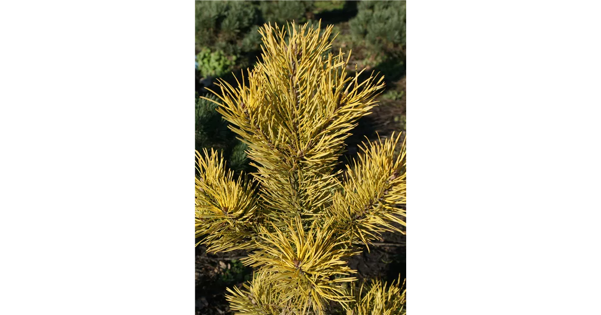 Pinus sylvestris 'Aurea Nisbeth', Goldkiefer 'Nisbeth' - Baumschule Böhlje