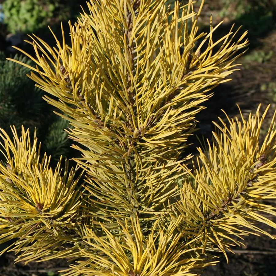 Pinus sylvestris 'Aurea Nisbeth', Goldkiefer 'Nisbeth' - Baumschule Böhlje