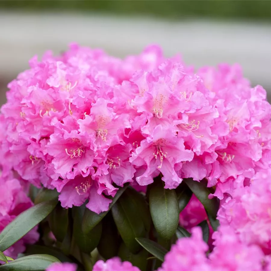 Rhododendron yak.'Helgoland' II, Yaku-Rhododendron 'Helgoland ...