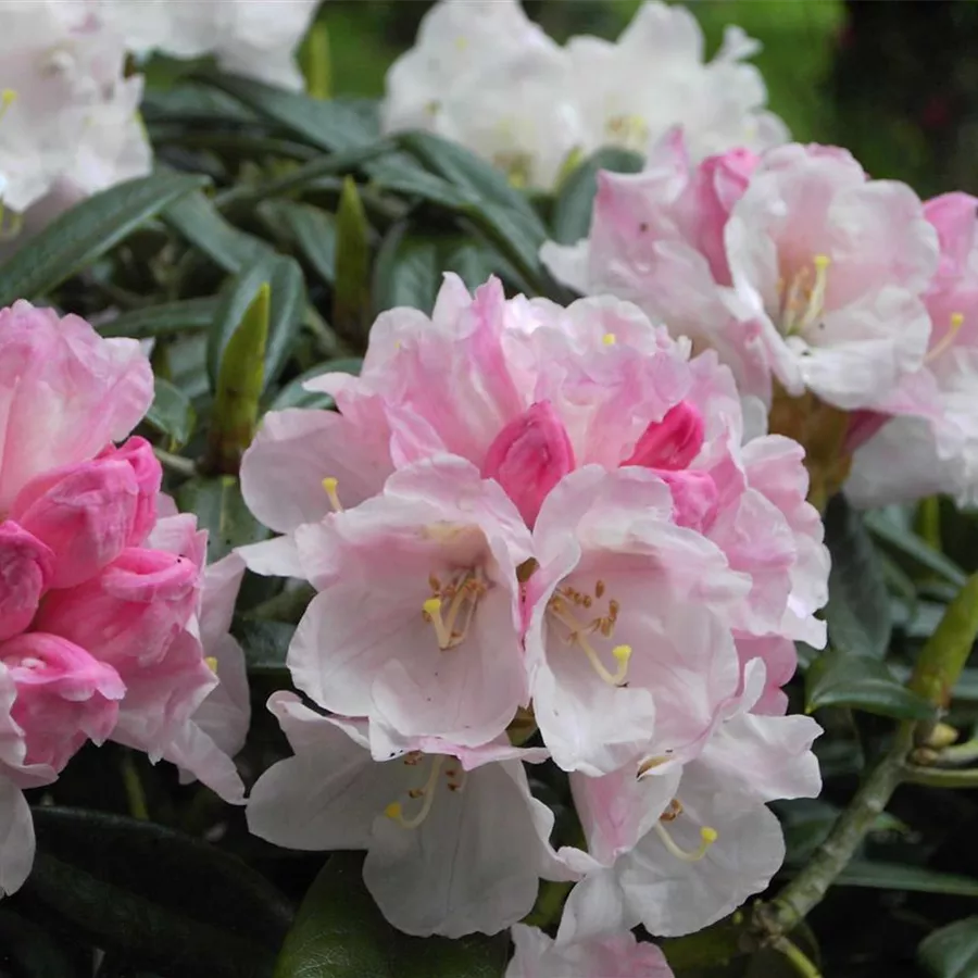 Rhododendron insigne 'King's Ride' IV, Rhododendron insigne 'King's ...