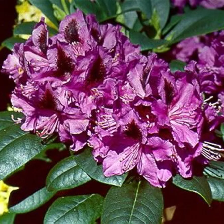 Rhododendron Hybr.'Purple Splendour' III, Rhododendron-Hybride 'Purple ...