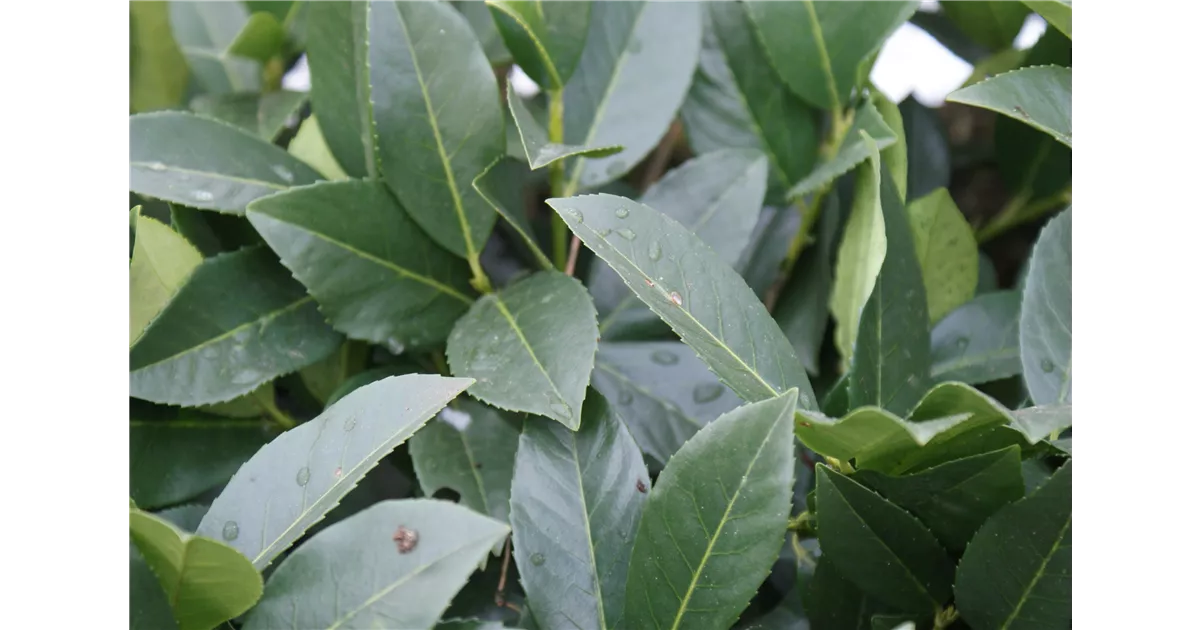 Prunus lauroc.'Piranha' -R-, Lorbeerkirsche 'Piranha' -R- - Baumschule ...