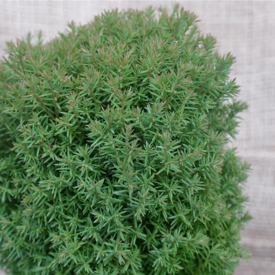 Thuja occidentalis 'Teddy', Lebensbaum 'Teddy' - Baumschule Böhlje