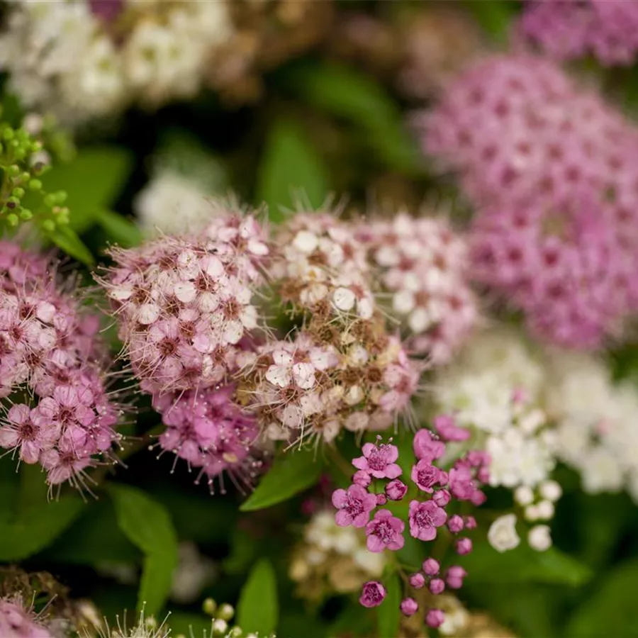 Spiraea japonica 'Shirobana', Zwergspiere 'Shirobana' - Baumschule Böhlje