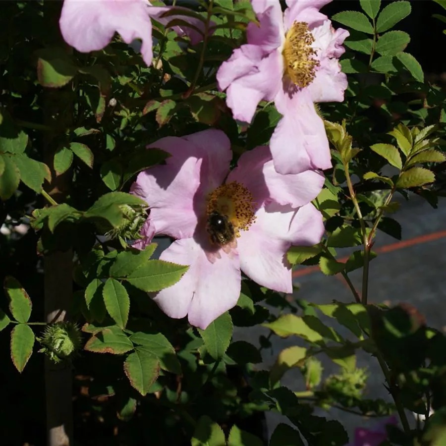 Rosa roxburghii 'Lampion', Strauchrose roxburghii - Baumschule Böhlje