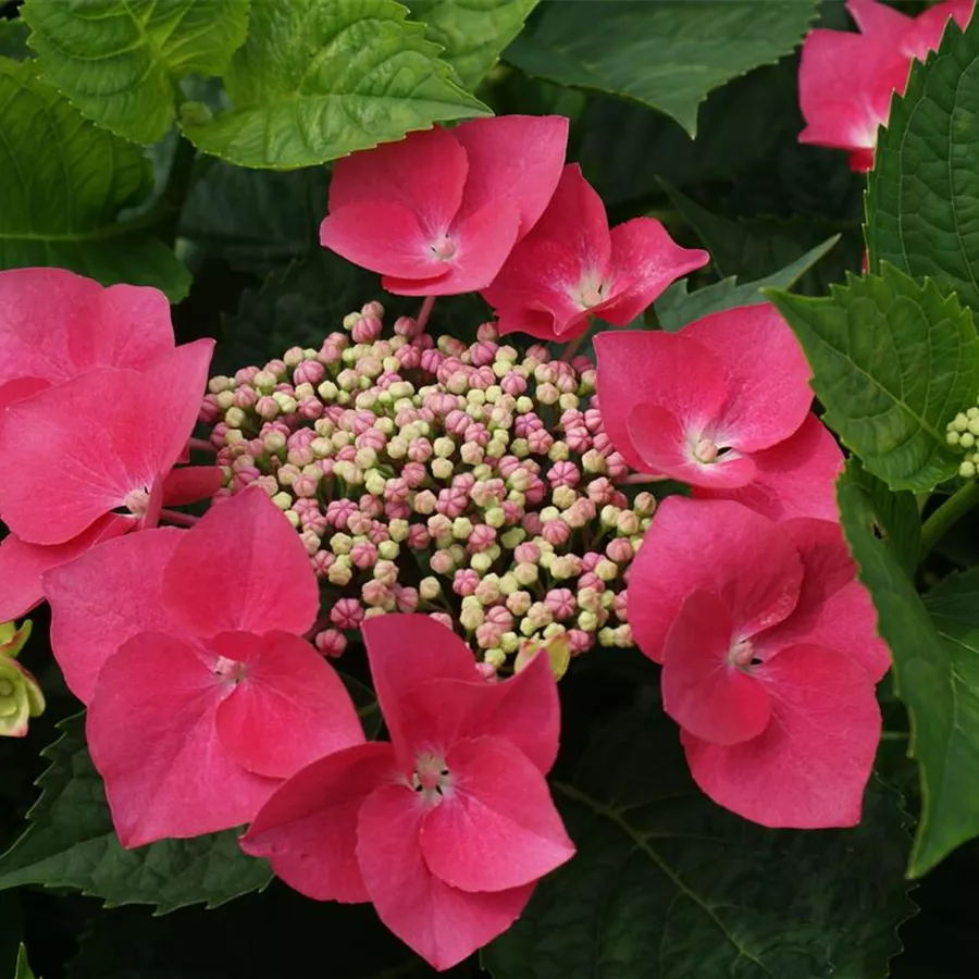 Hydrangea macrophylla 'Kardinal', Bauernhortensie 'Kardinal' - Baumschule Böhlje