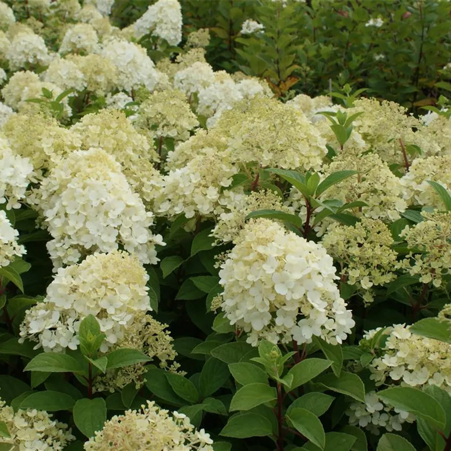 Hydrangea panic. 'Bobo' -R-, Rispenhortensie 'Bobo' -R- - Baumschule Böhlje