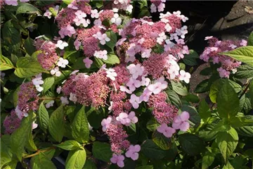 Hydrangea m. 'Selina', Gartenhortensie - Baumschule Böhlje