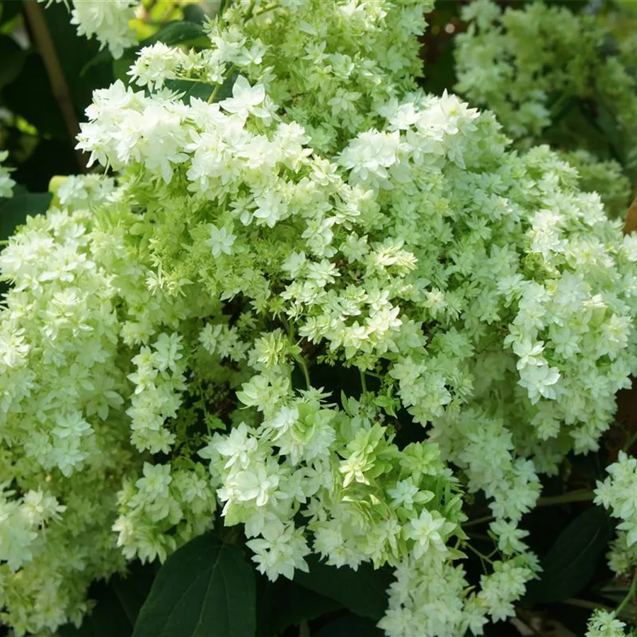 Hydrangea arbor.'Hayes Starburst' -R-, Strauchhortensie 'Hayes ...