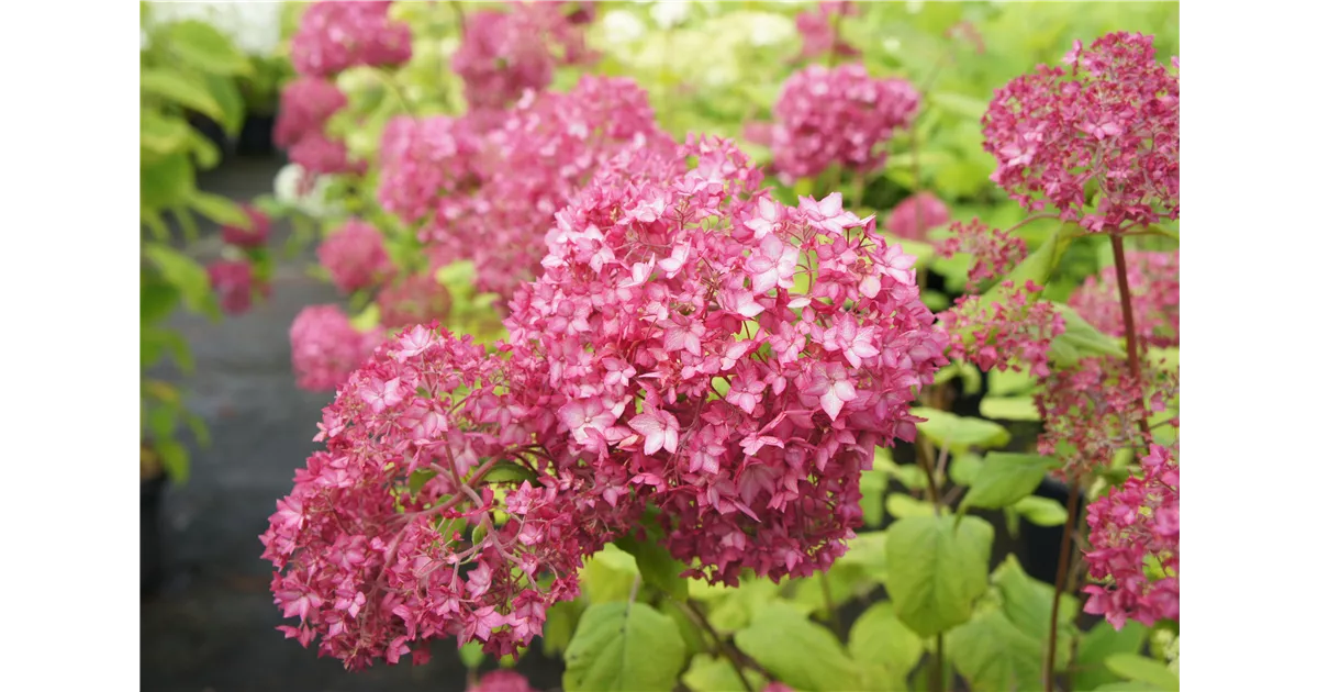Hydrangea arborescens 'Bella Anna' - Baumschule Böhlje