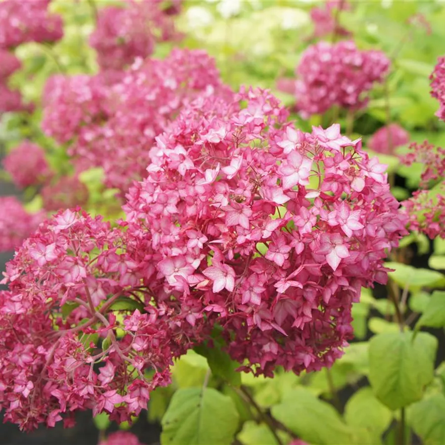 Hydrangea arborescens 'Bella Anna' - Baumschule Böhlje
