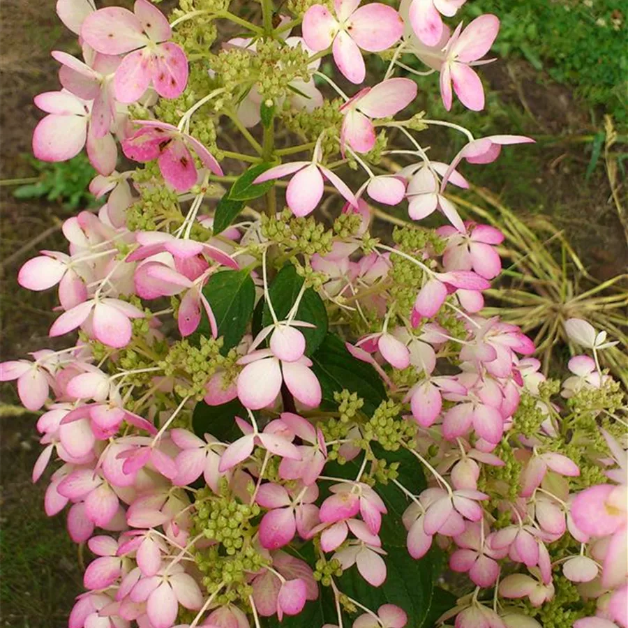 Hydrangea panic. 'Angels Blush', Rispenhortensie 'Angels Blush ...