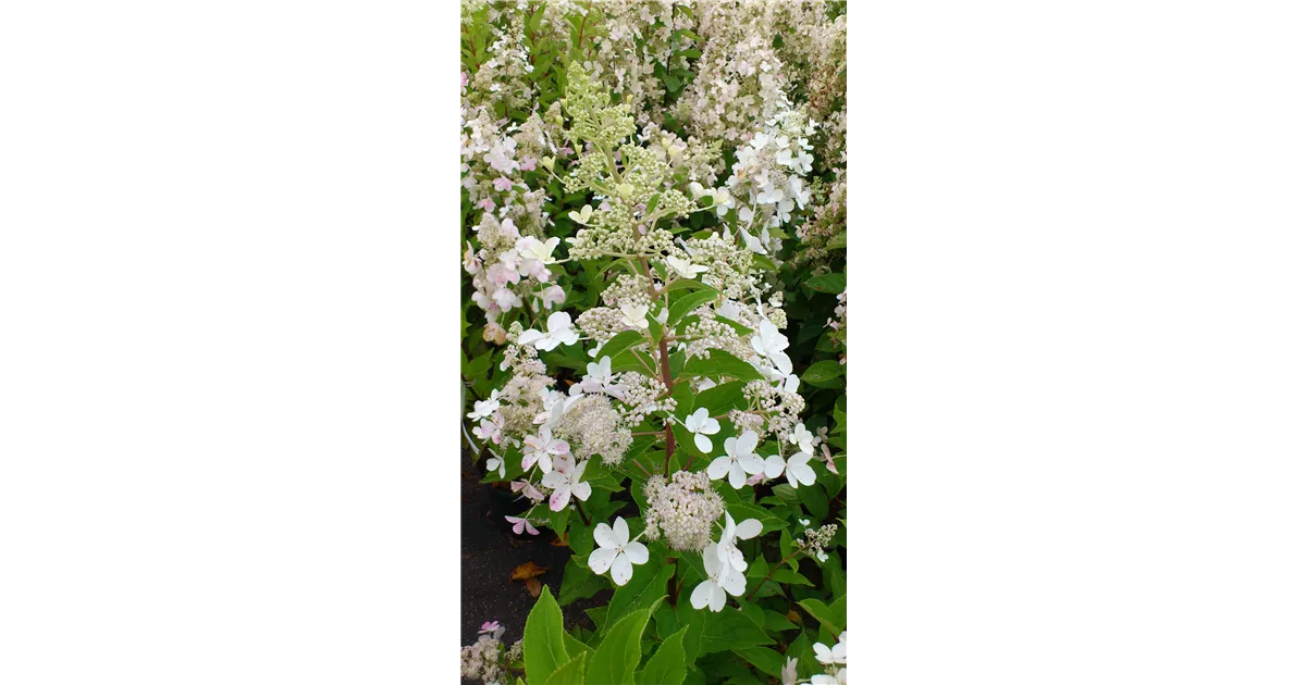 Hydrangea panic. 'Mega Pearl', Rispenhortensie 'Mega Pearl ...