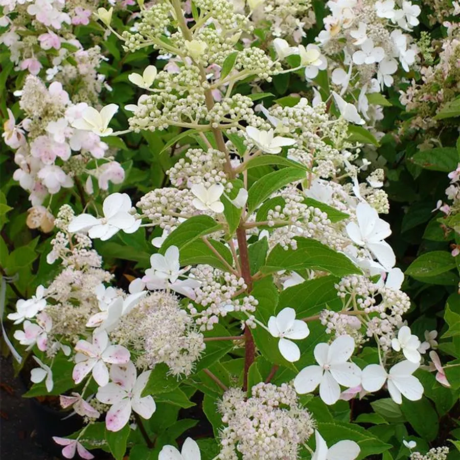 Hydrangea panic. 'Mega Pearl', Rispenhortensie 'Mega Pearl ...
