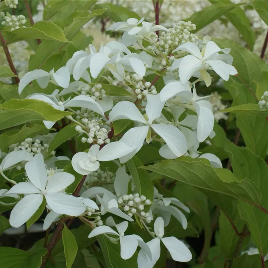Hydrangea paniculata 'Great Star' -R-, Rispenhortensie 'Great Star' -R ...