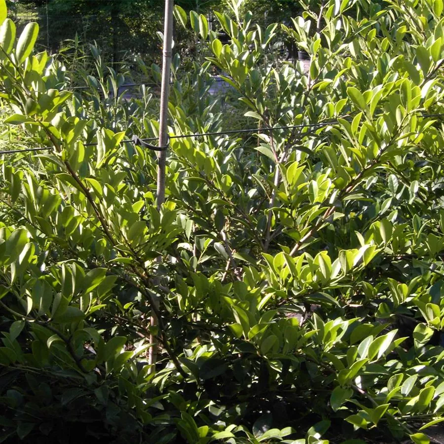 Distylium racemosum - Baumschule Böhlje