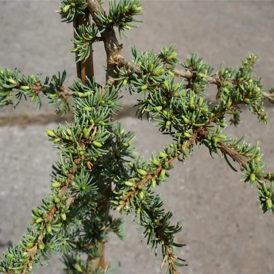 Cedrus libani brevifolia 'Glauca Compacta', Zeder - Baumschule Böhlje