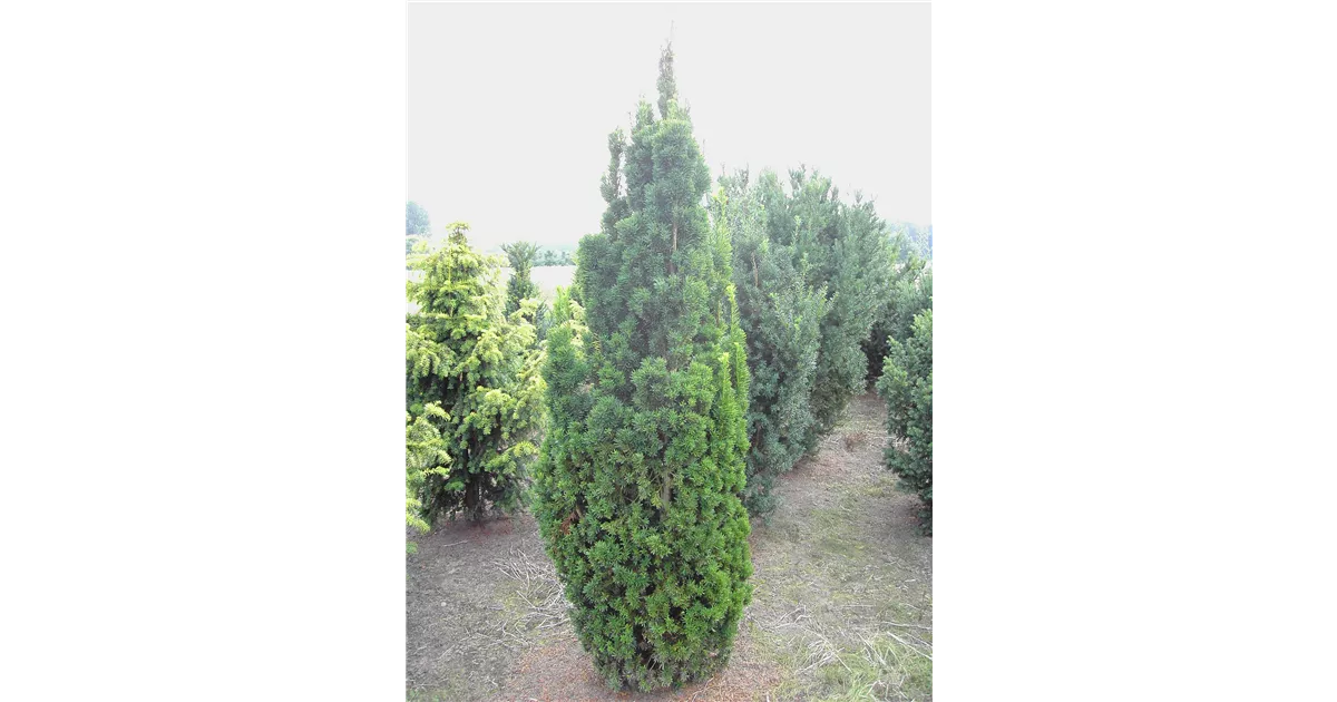 Taxus media 'Stricta Viridis', Säuleneibe 'Stricta Viridis ...