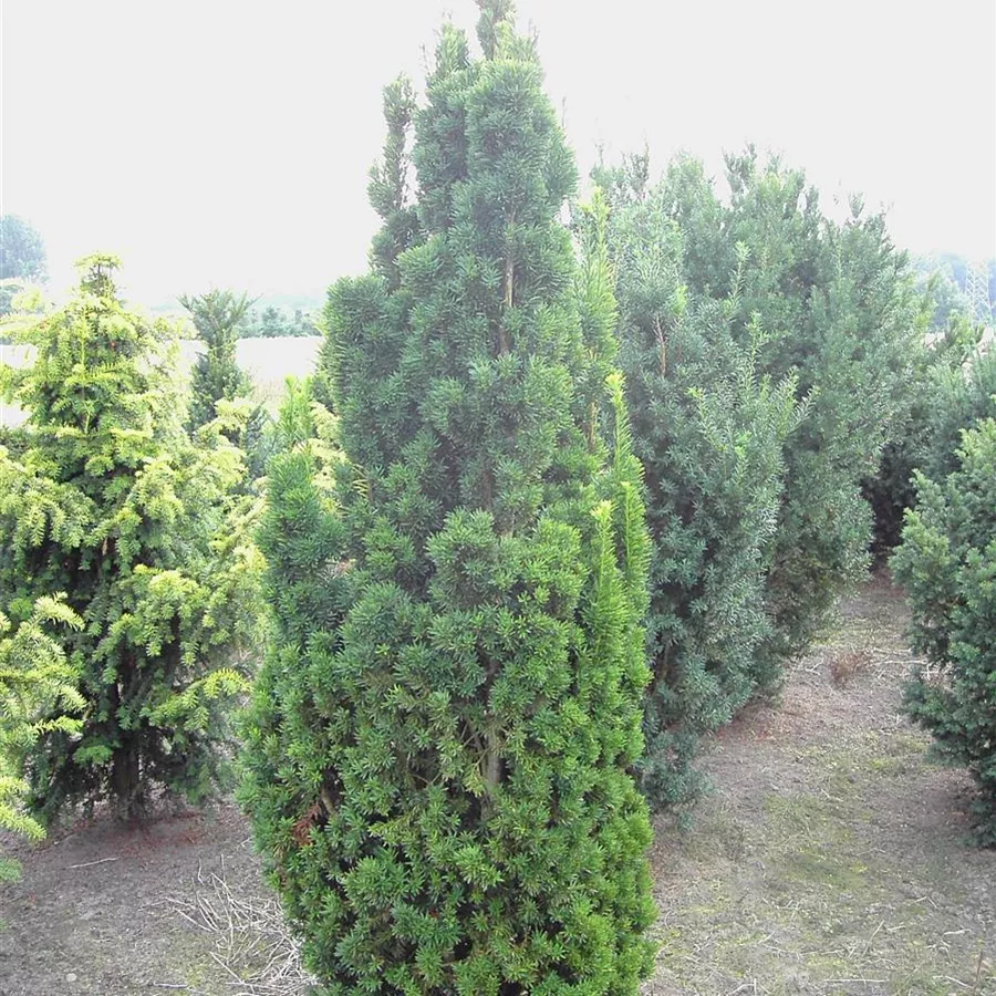 Taxus media 'Stricta Viridis', Säuleneibe 'Stricta Viridis ...