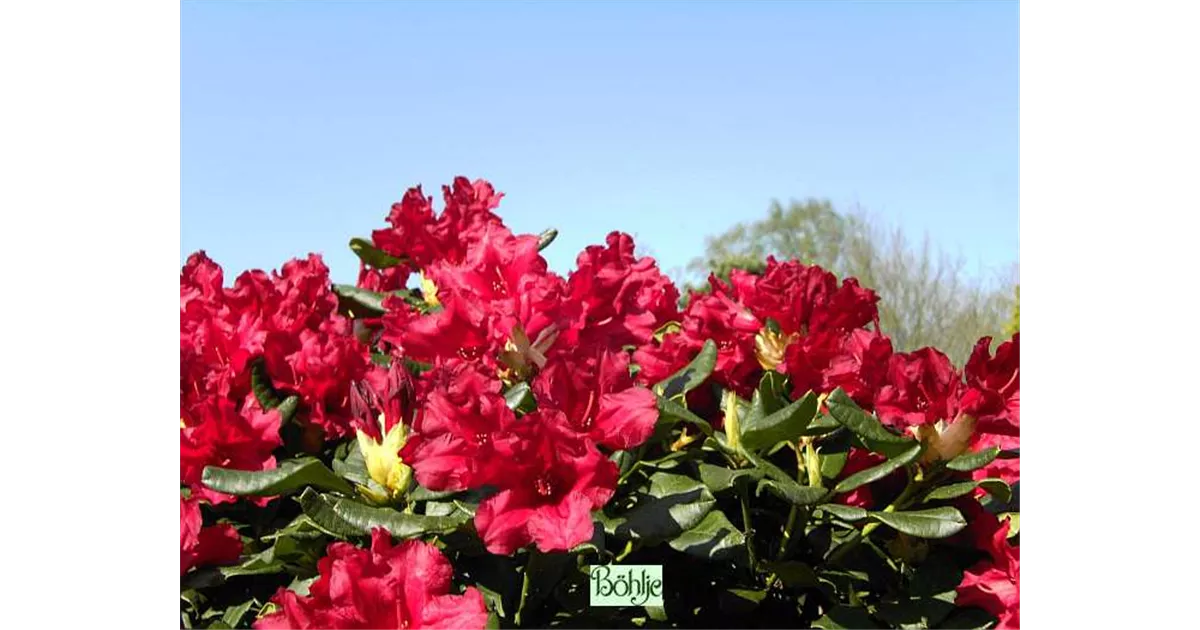 Rhododendron repens 'Baden-Baden' I, Zwergrhododendron 'Baden-Baden ...