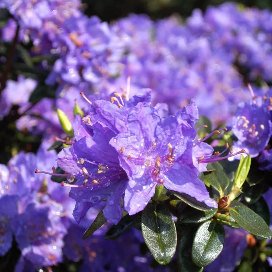 Rhododendron impeditum 'Blue Wonder' II, Kleinblättr.Rhododendron 'Blue ...