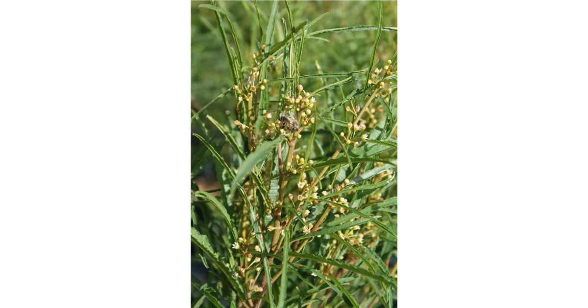 Rhamnus frangula 'Fine Line' -R-, Farnblättriger Faulbaum 'Fine Line ...