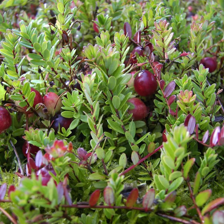 Vaccinium macrocarpon, Großfrüchtige Moosbeere - Baumschule Böhlje