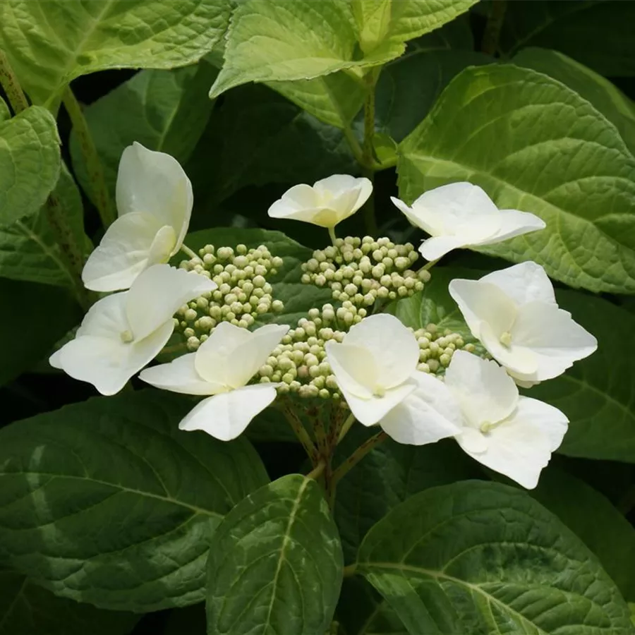 Hydrangea m. 'White Wave', Tellerhortensie 'White Wave' - Baumschule Böhlje