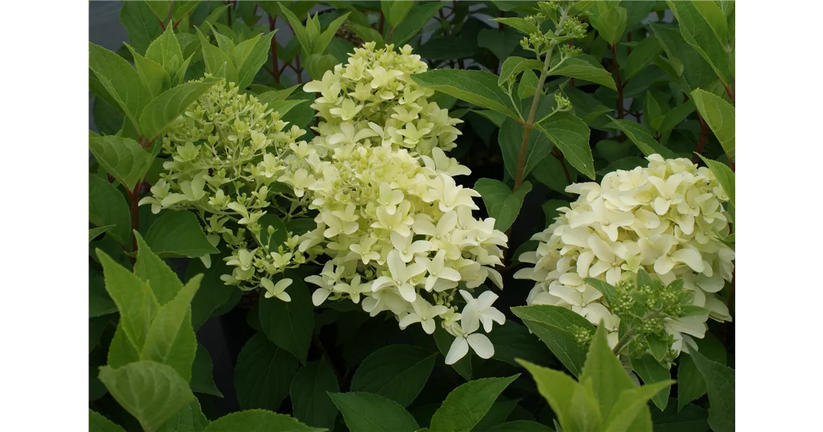 Hydrangea paniculata 'Skyfall', Rispenhortensie - Baumschule Böhlje