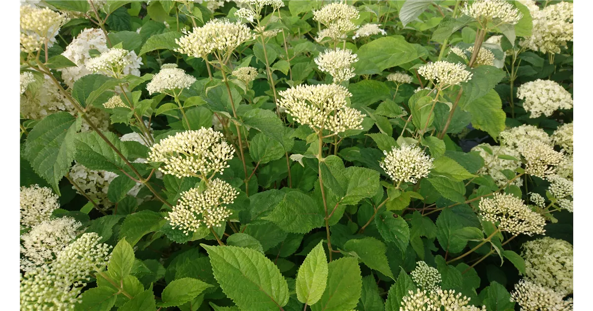 Hydrangea hirta, Hortensie - Baumschule Böhlje