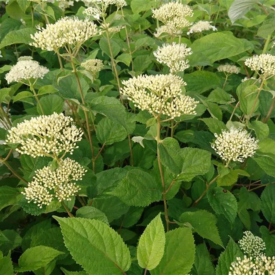 Hydrangea hirta, Hortensie - Baumschule Böhlje