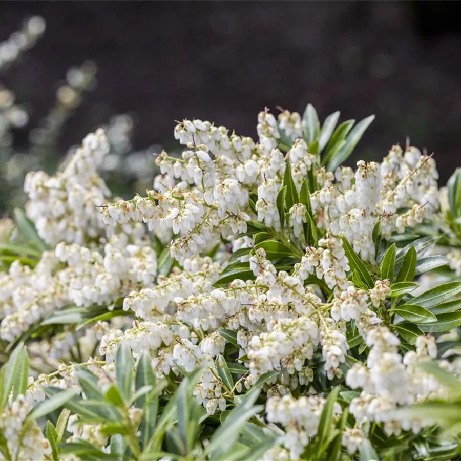 Pieris japonica 'Cupido', Schattenglöckchen 'Cupido' - Baumschule Böhlje