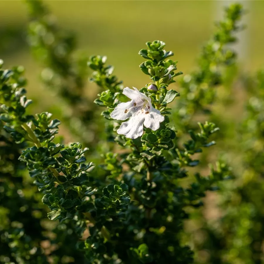 Prostanthera cuneata, Australminze - Baumschule Böhlje