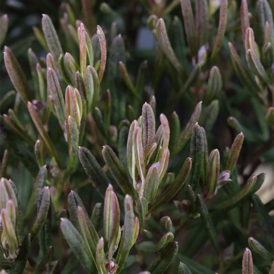 Andromeda polifolia 'Compacta', Rosmarinheide 'Compacta' - Baumschule ...