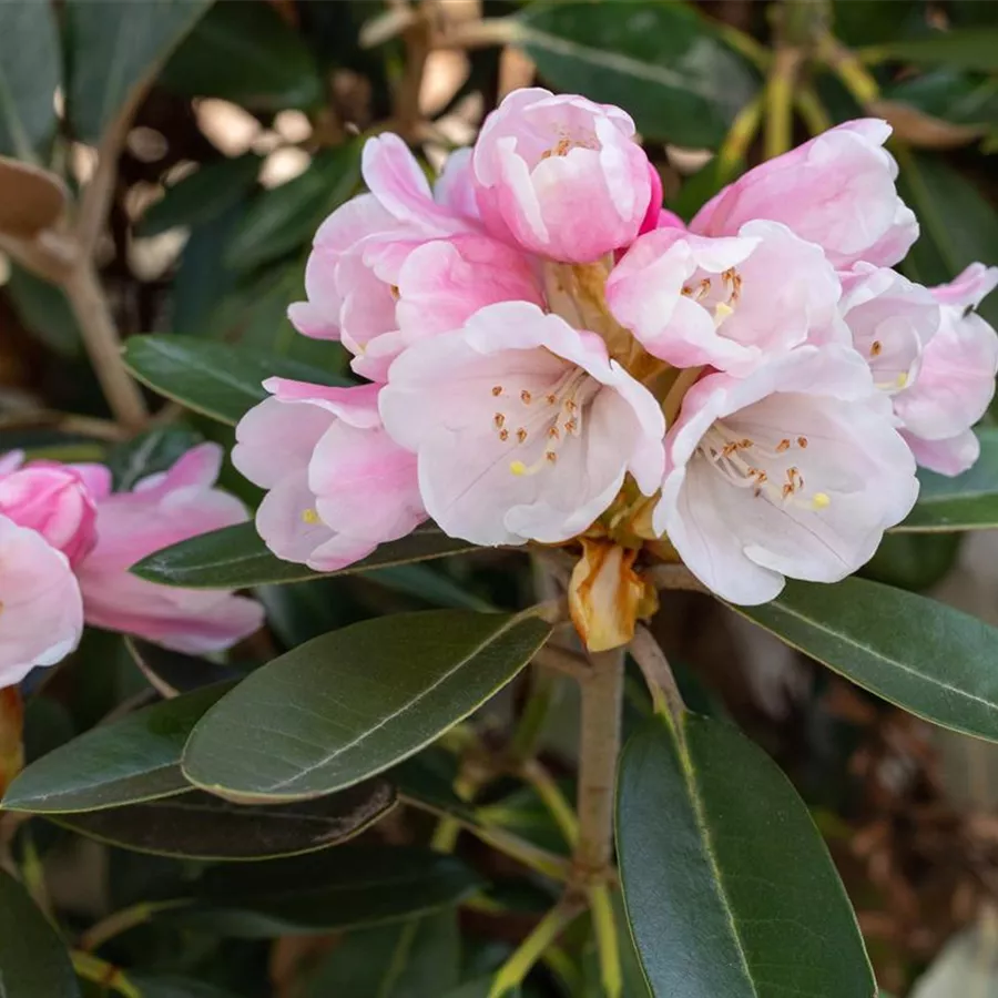 Rhododendron pachysanthum 'Silver Dane', Rhododendron 'Silver Dane ...