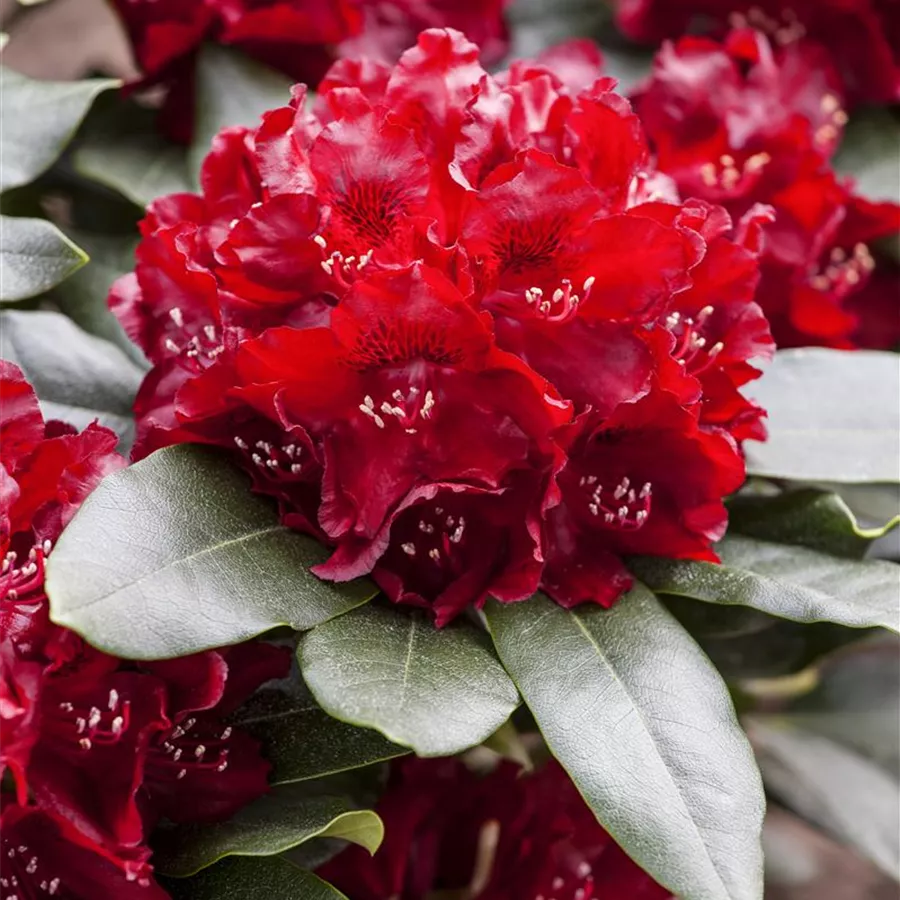 Rhododendron Hybr.'Cherry Kiss' -R- III, Rhododendron-Hybride 'Cherry ...