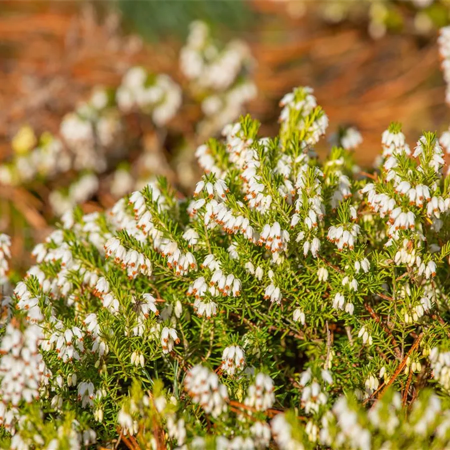 Erica carnea 'Snow White', Schneeheide 'Snow White' - Baumschule Böhlje
