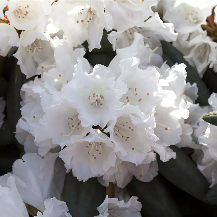 Rhododendron yak.'Falling Snow' I, Yaku-Rhododendron 'Falling Snow ...