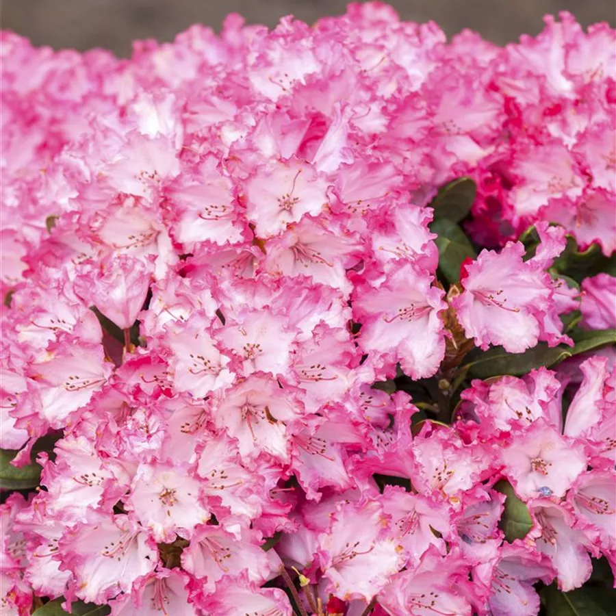 Yakushimanum Yaku Princess | Yaku Princess Plant – CRHM