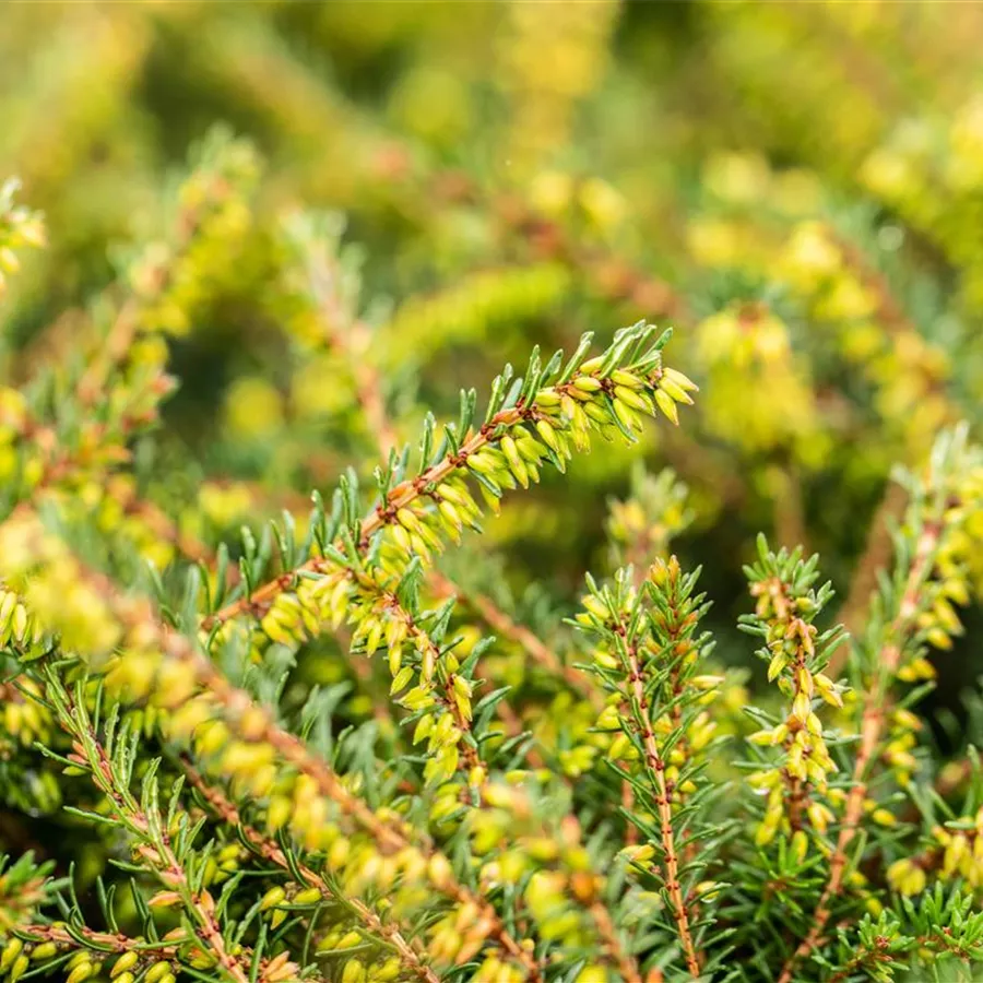 Erica x darleyensis 'Kramer's Rote', Winterblühende Heide 'Kramer's ...