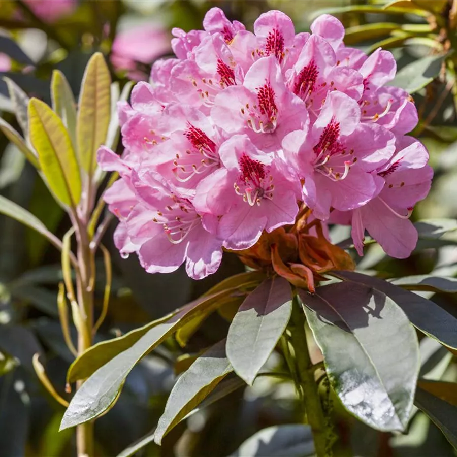 Rhododendron Hybr.'Lady Annet.de Trafford' II, Rhododendron 'Lady Annet ...