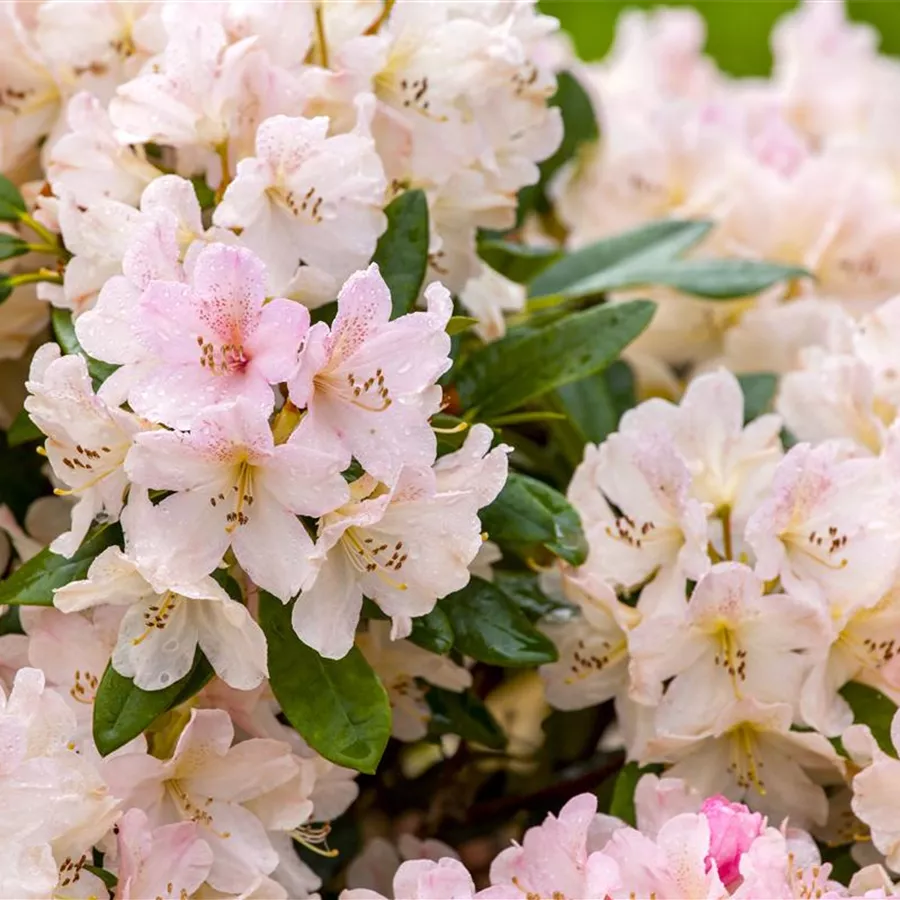 Rhododendron yak.'Yaku Queen' I, Yaku-Rhododendron 'Yaku Queen ...