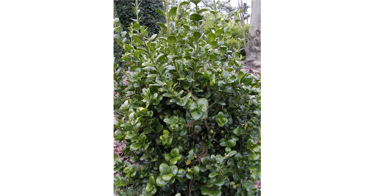 Buxus sempervirens 'Rotundifolia', Buchsbaum 'Rotundifolia ...
