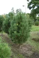 Pinus mugo 'Laurin', Berg-Kiefer 'Laurin' - Baumschule Böhlje
