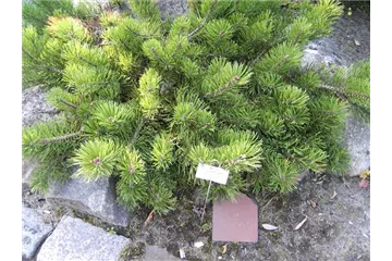 Pinus mugo 'Laurin', Berg-Kiefer 'Laurin' - Baumschule Böhlje