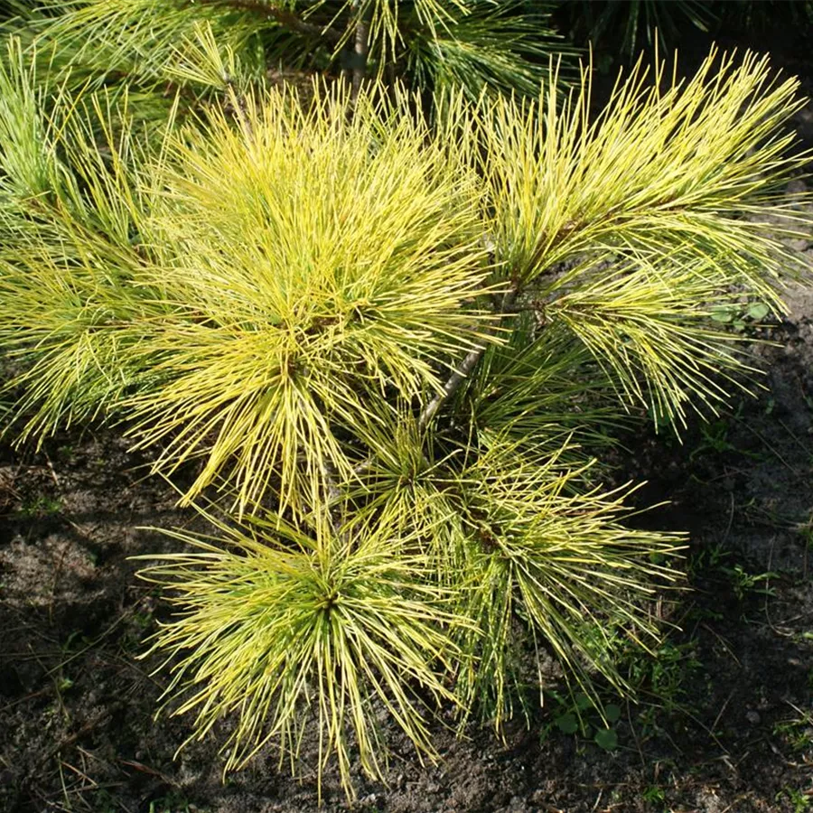 Pinus strobus 'Louie' - Baumschule Böhlje