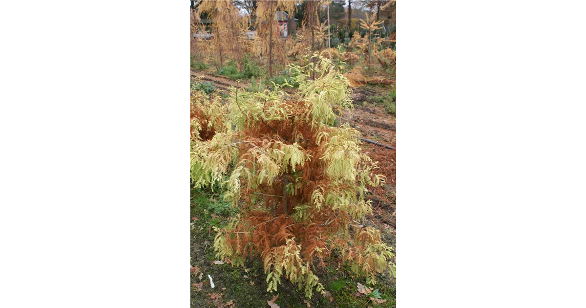 Taxodium distichum 'Peve Yellow', Sumpfzypresse 'Peve Yellow ...