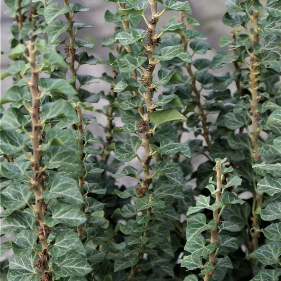 Hedera helix 'Erecta', Efeu 'Erecta' - Baumschule Böhlje